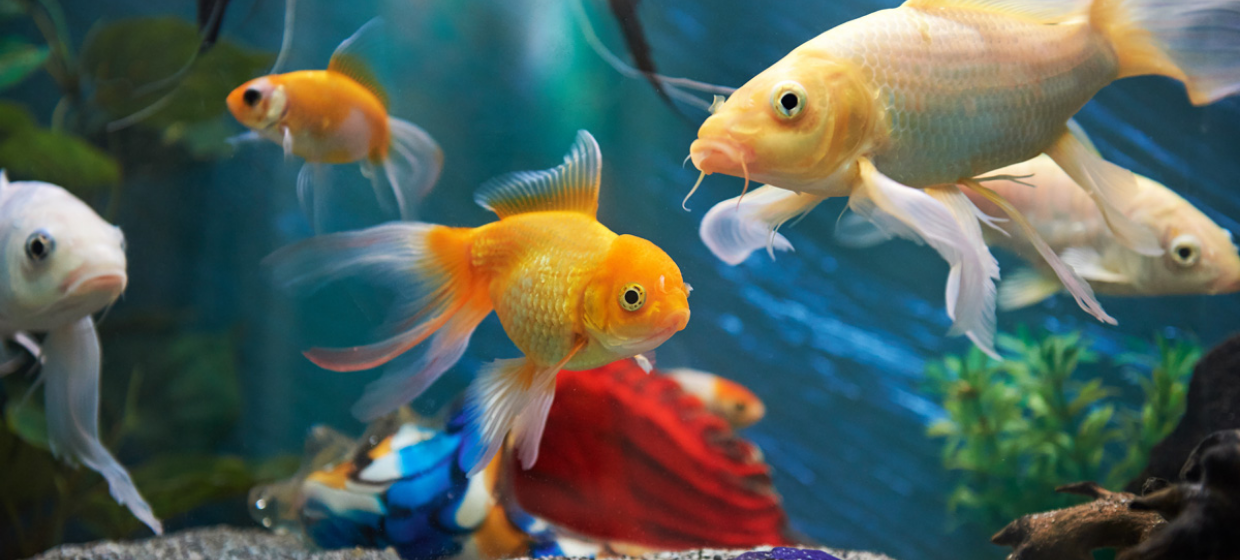 FerroSorp® Plus - HeGo Biotec International GmbH